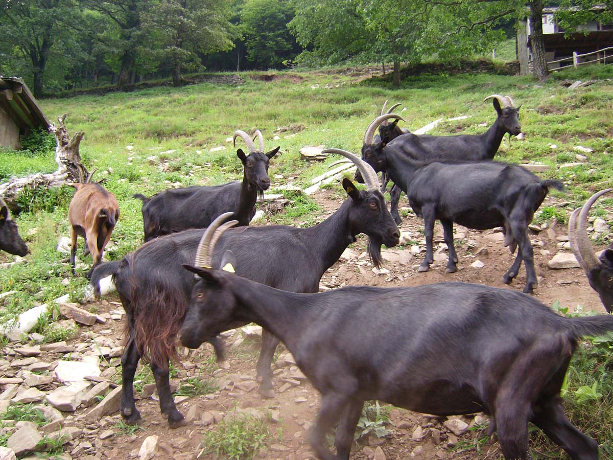 Le capre - Corte Merina